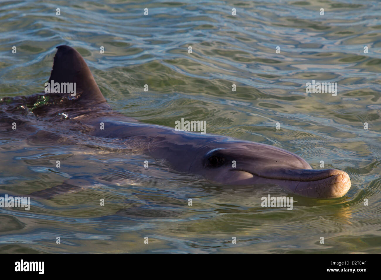 Dolphina, Monkey Mia, Australia Stock Photo - Alamy
