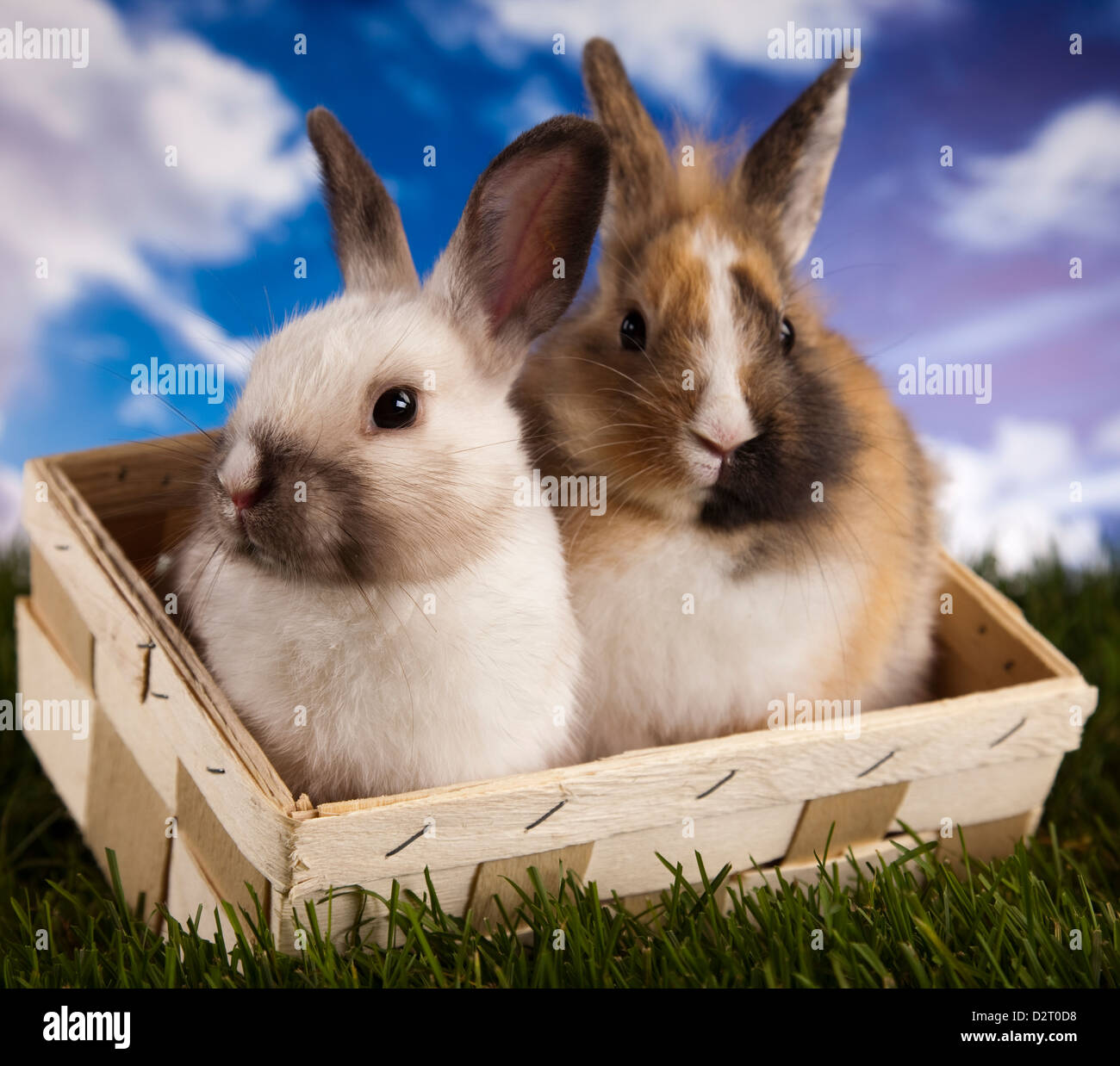 Green background and two little rabbits Stock Photo - Alamy