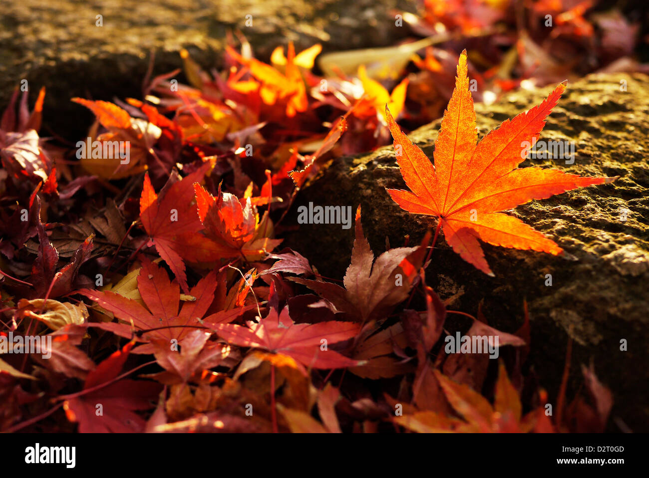 Maple on Rock Stock Photo - Alamy