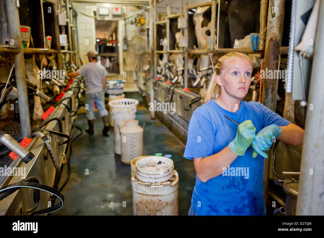 Dairy farmer recording data during milking Stock Photo - Alamy