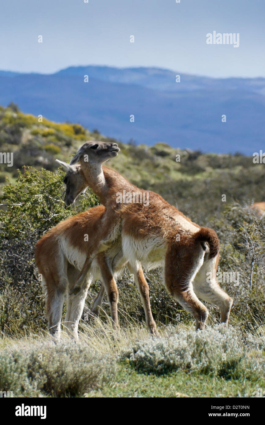Male guanacos fighting over breeding rights and territory, Torres del ...