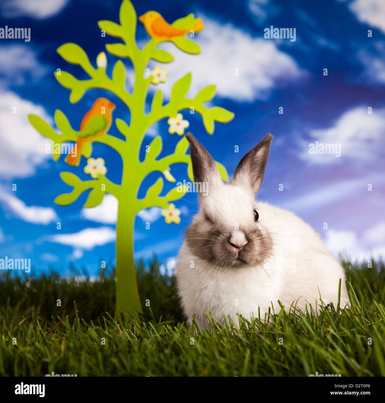 Spring baby bunny and green grass Stock Photo - Alamy