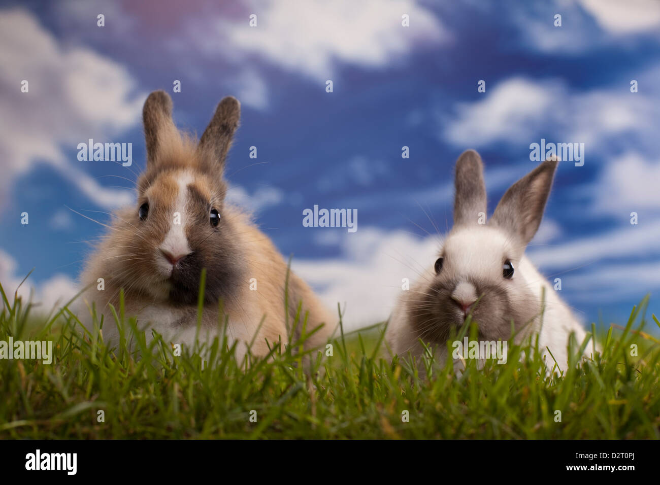 Green background and two little rabbits Stock Photo - Alamy