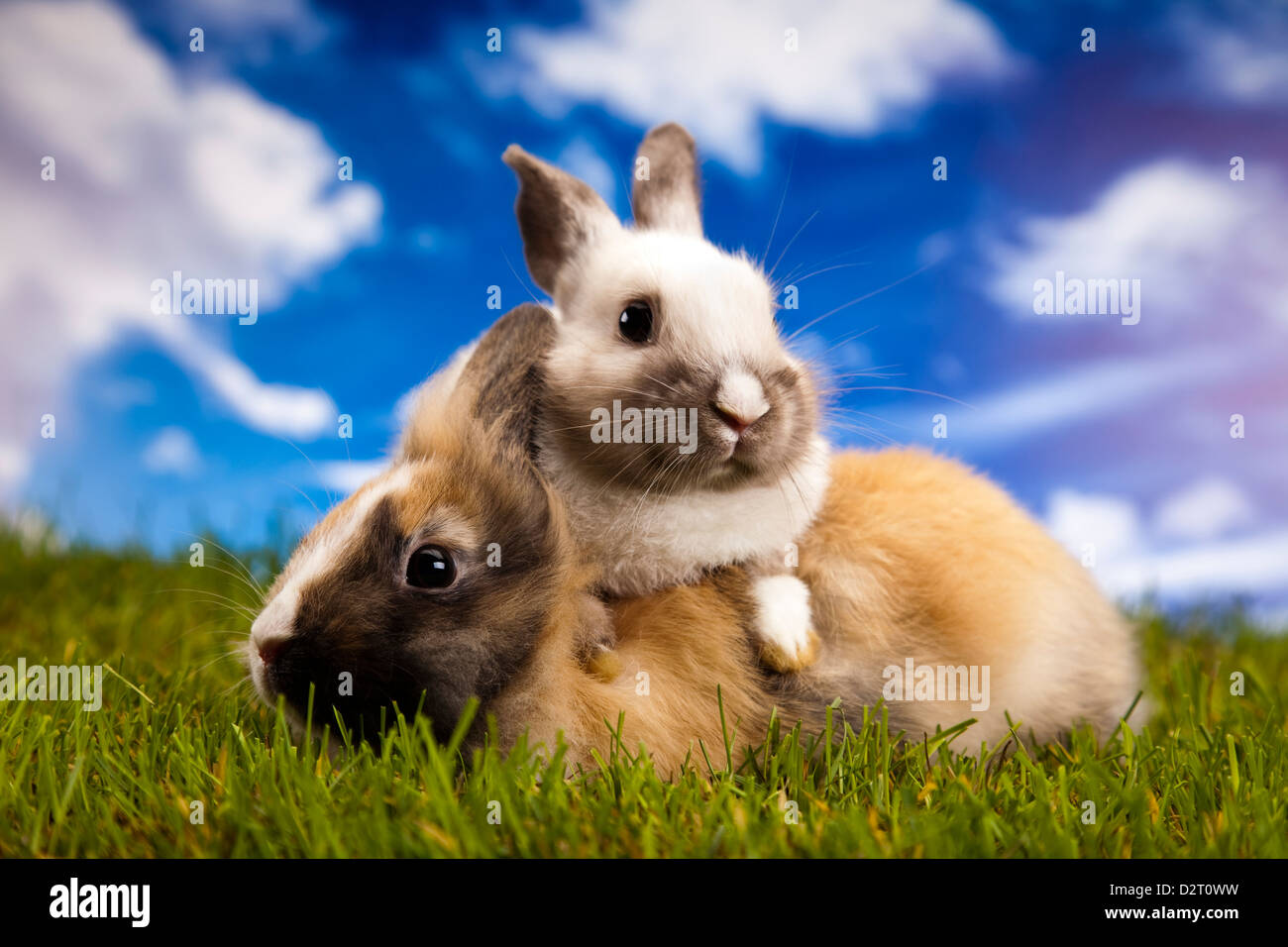 Green background and two little rabbits Stock Photo - Alamy
