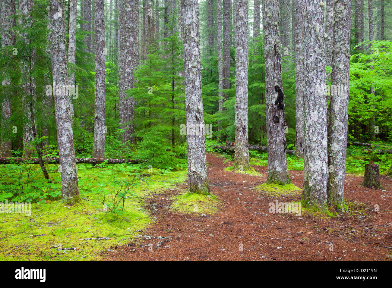 WA, Gifford Pinchot National Forest, Lewis River trail Stock Photo - Alamy