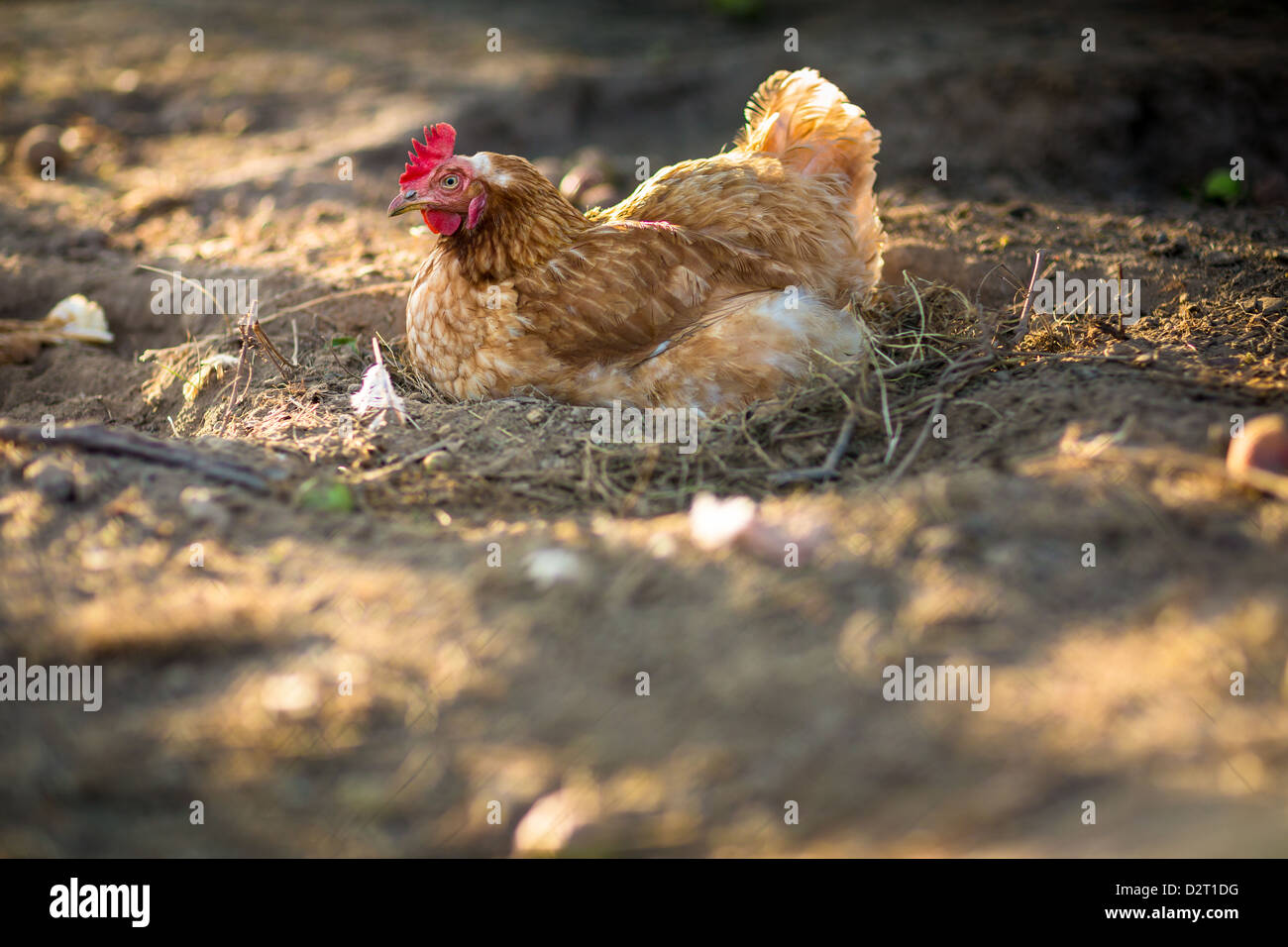 Hen in a farmyard (Gallus gallus domesticus Stock Photo - Alamy