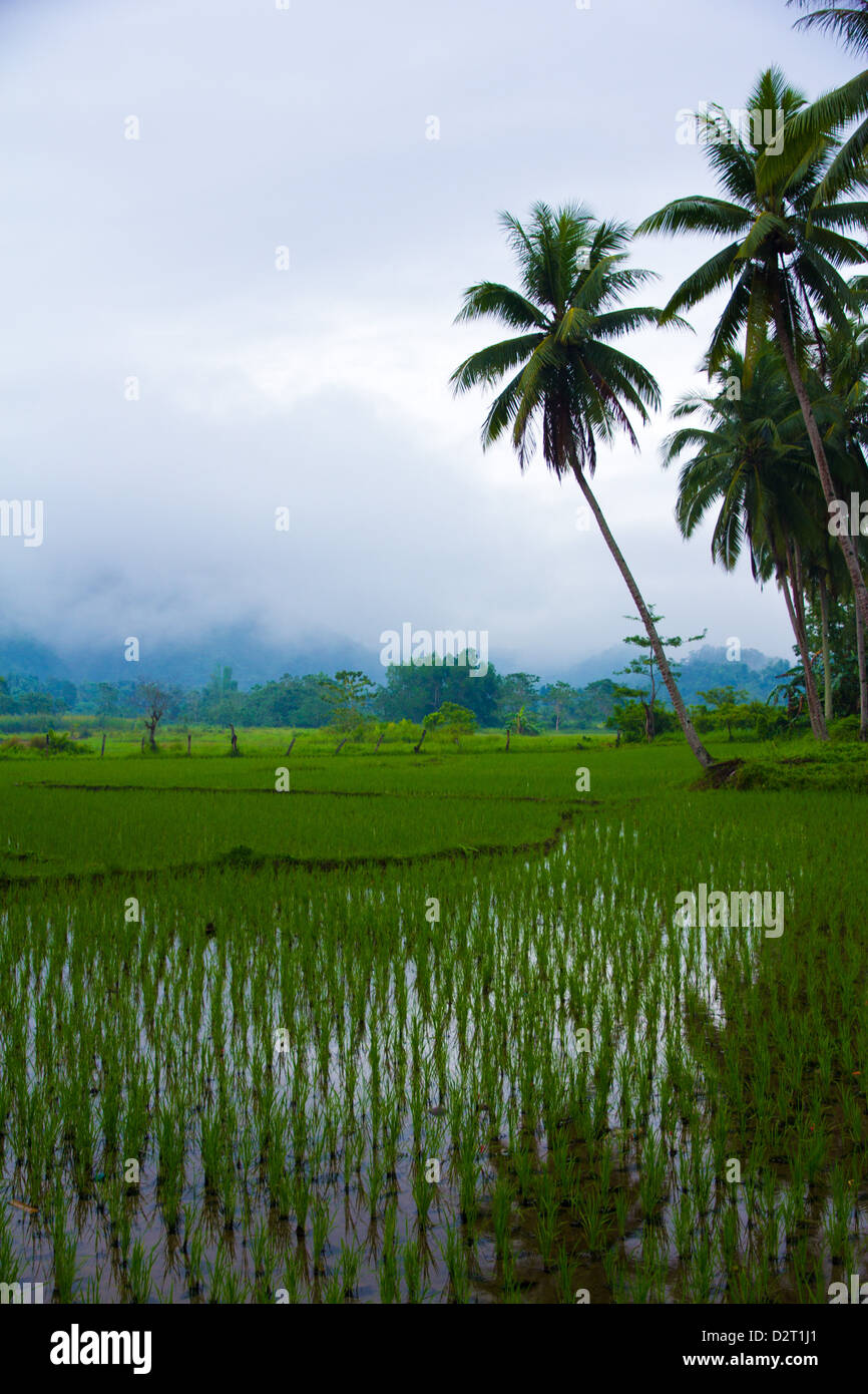 Rice fields, Bohol, Philippines Stock Photo - Alamy