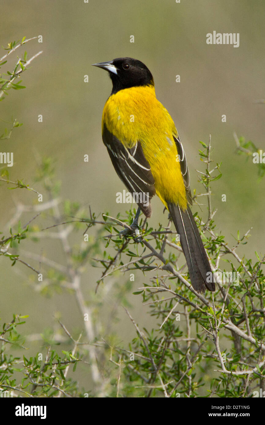 Icterus graduacauda hi-res stock photography and images - Alamy