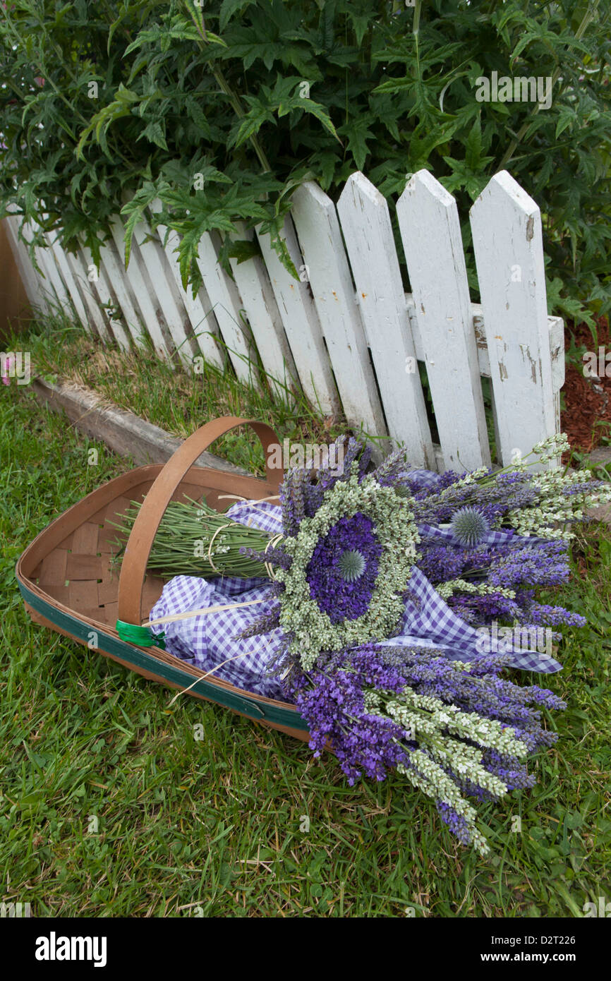 Sequim Lavender Festival High Resolution Stock Photography and Images ...