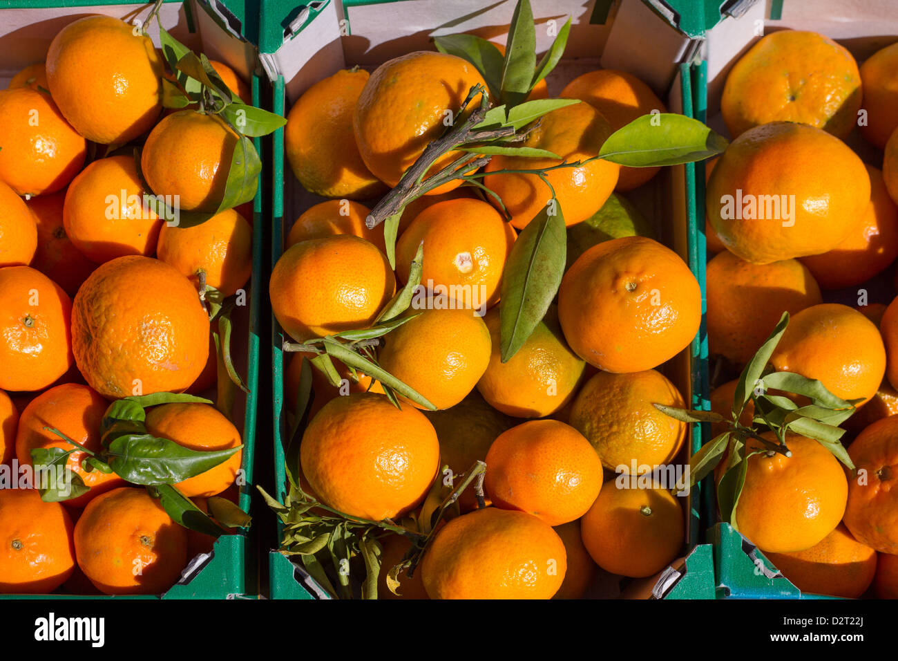 Orange tangerine fruits in harvest basket boxes in a row Stock Photo ...