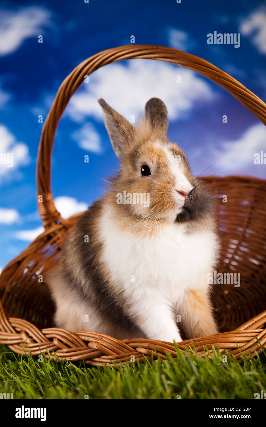 Little bunny, Easter Stock Photo - Alamy