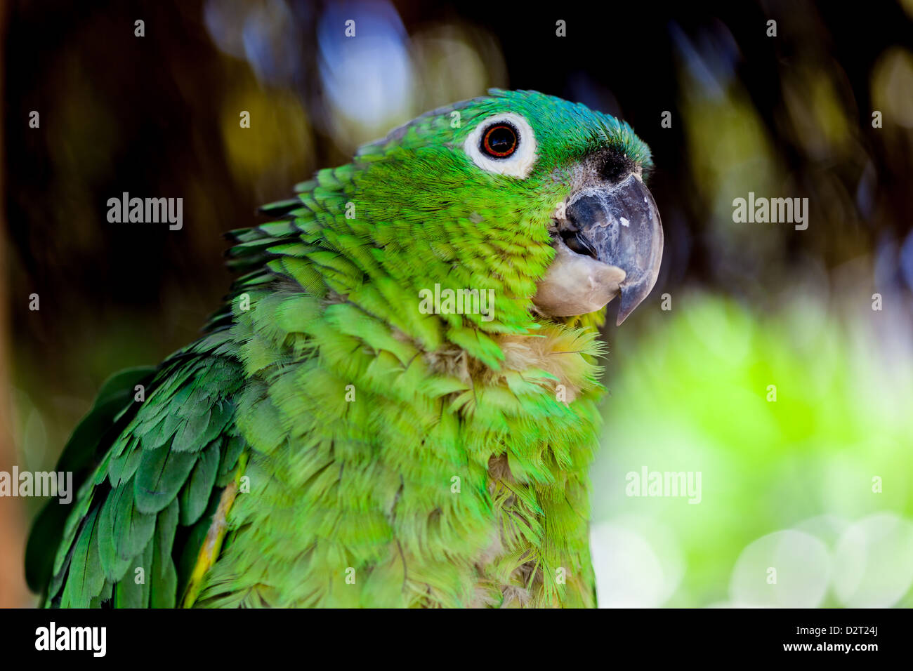 blue naped parrot Stock Photo - Alamy