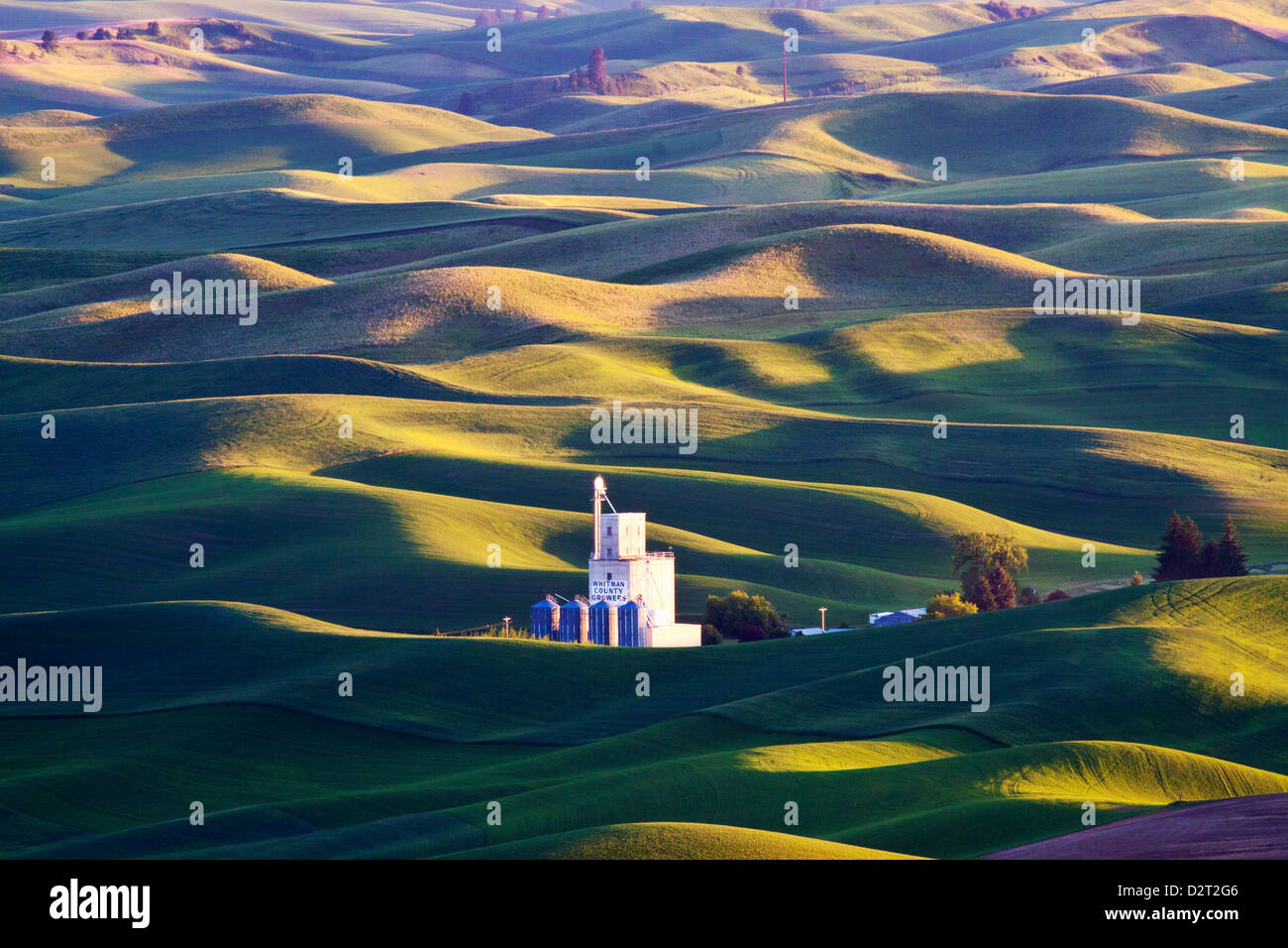 North America, USA, Washington, Spring in Palouse Country, WA with ...