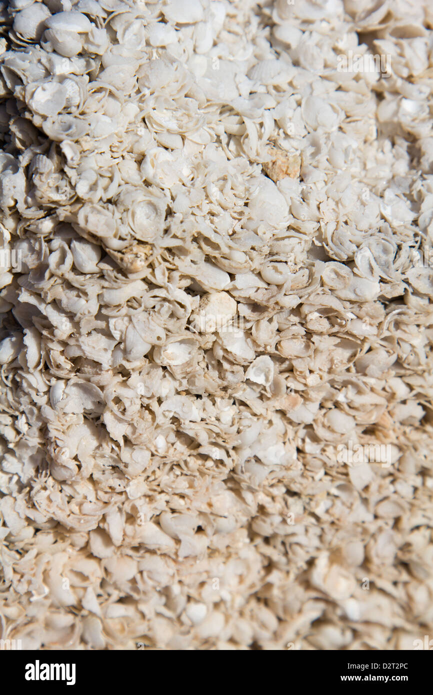 Cockle shells hi-res stock photography and images - Alamy