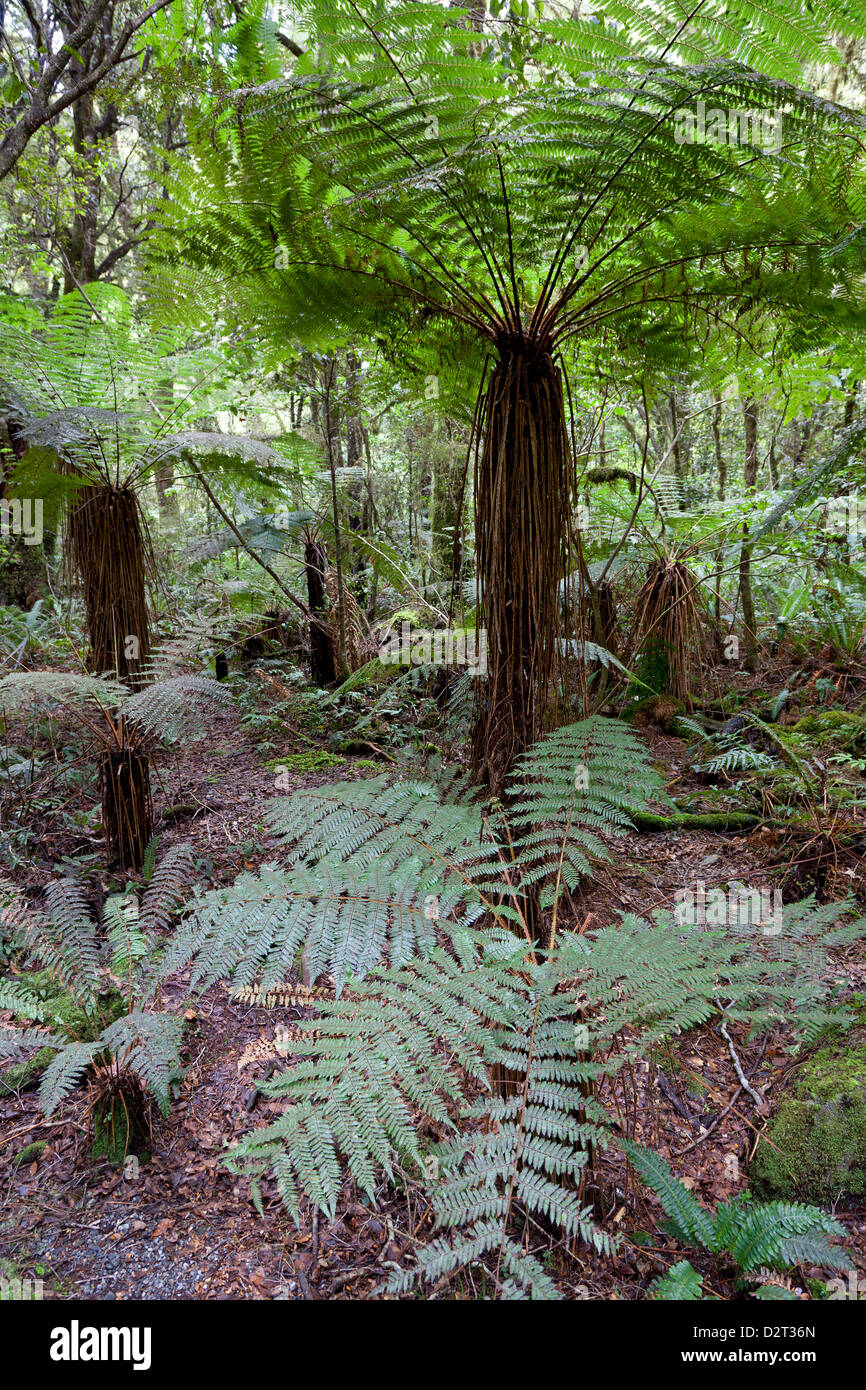 Ferns new zealand hi-res stock photography and images - Alamy