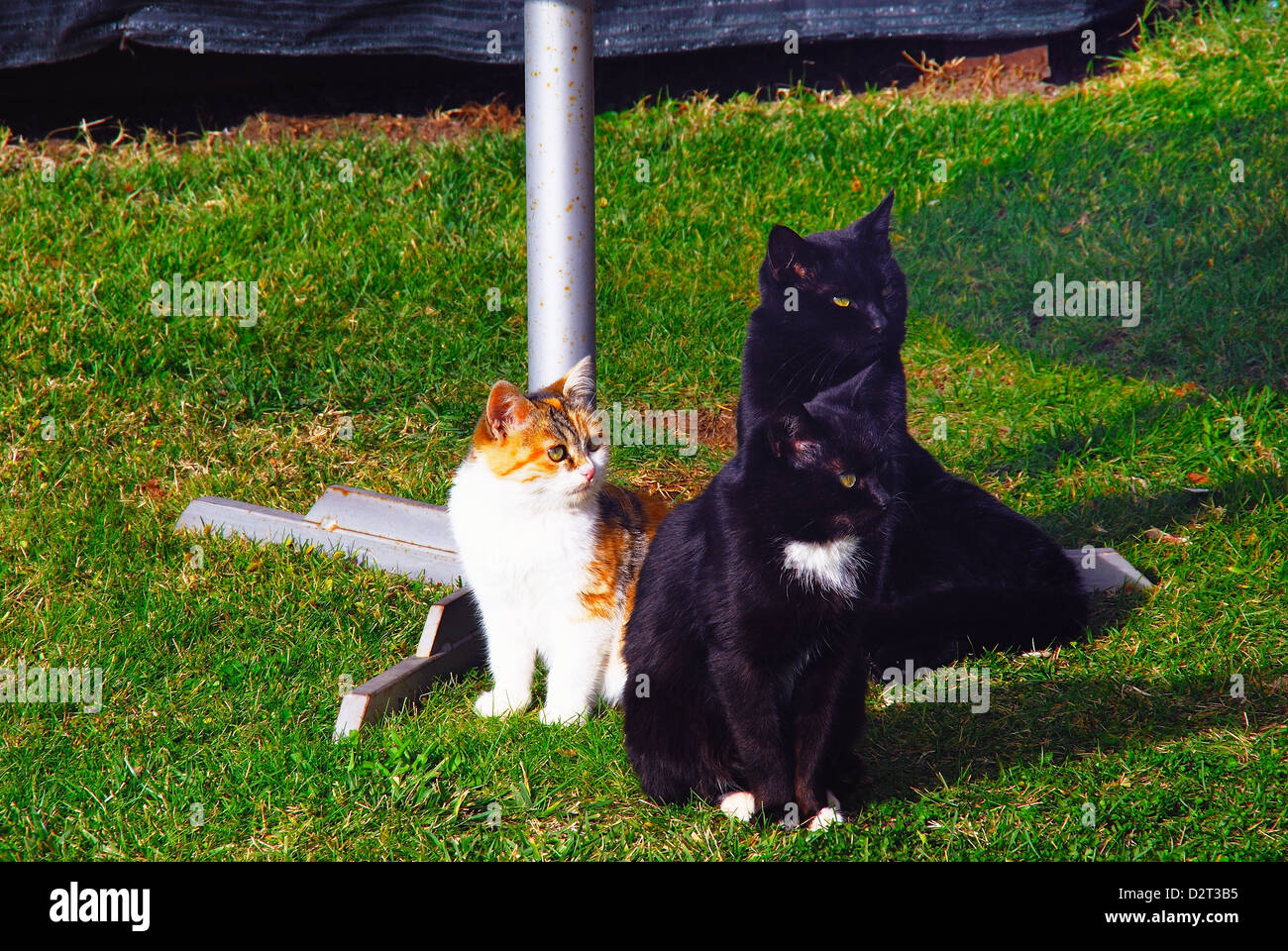 Three white cats garden hi-res stock photography and images - Alamy
