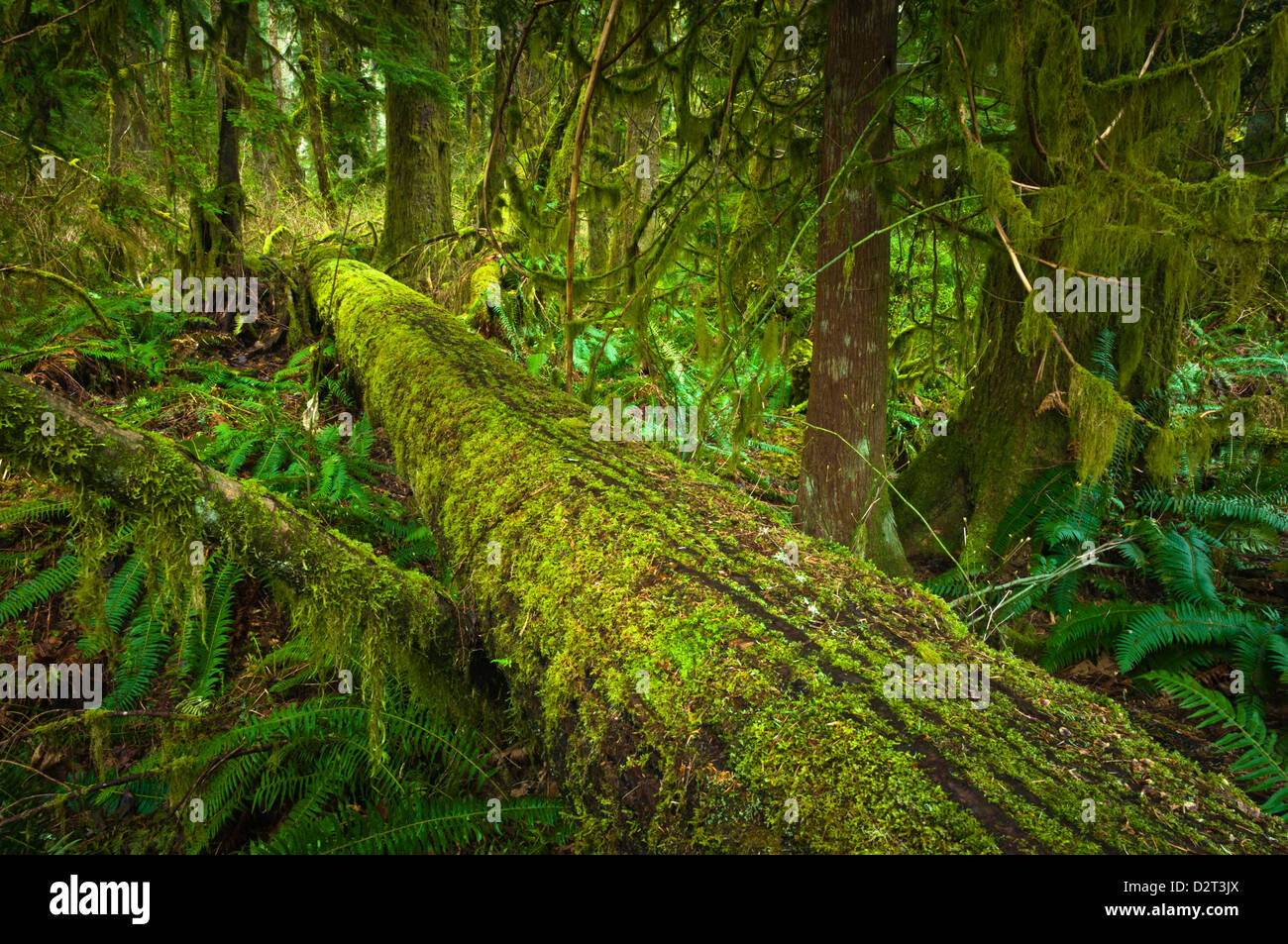 Mossy wet hi-res stock photography and images - Alamy