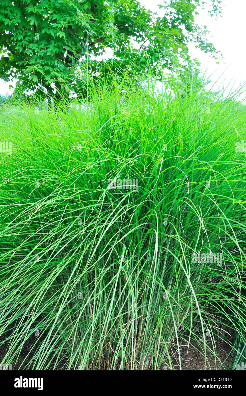 Tall ornamental grass Stock Photo - Alamy