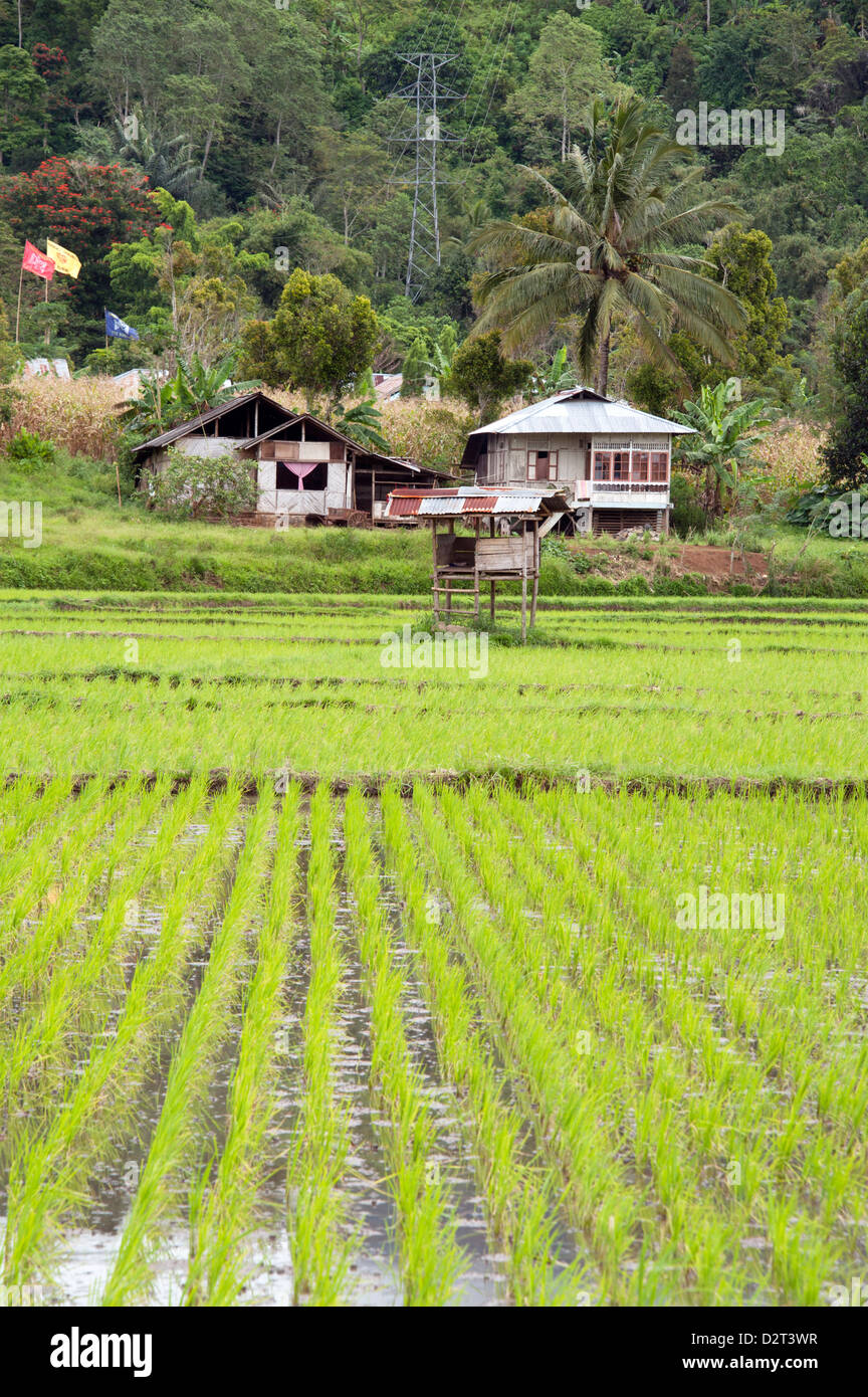 Rice paddy field, Sulawesi, Indonesia, Southeast Asia, Asia Stock Photo ...