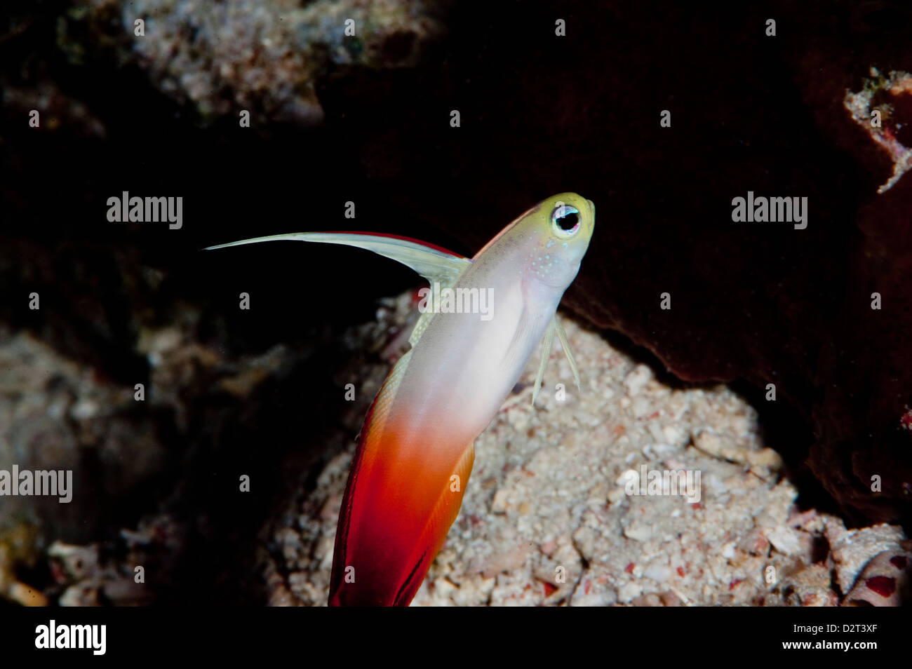 Fire dartfish (Nemateleotris magnifica), Komodo, Indonesia, Southeast ...