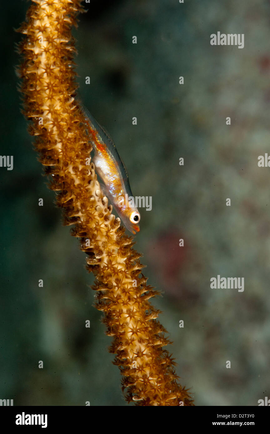 Translucent animals hi-res stock photography and images - Alamy