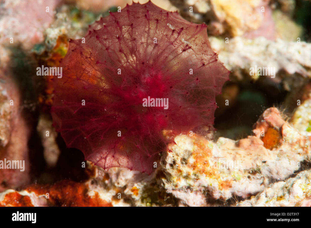 Dark Red Coralline Algae