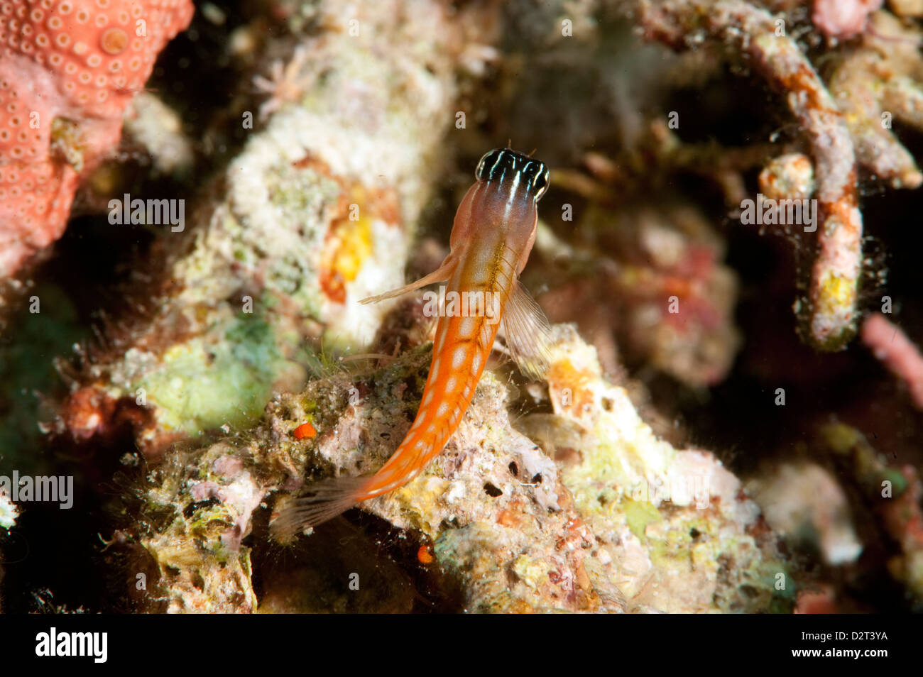 Bath's blenny (Ecsenius bathi), localized, Komodo, Indonesia, Southeast ...