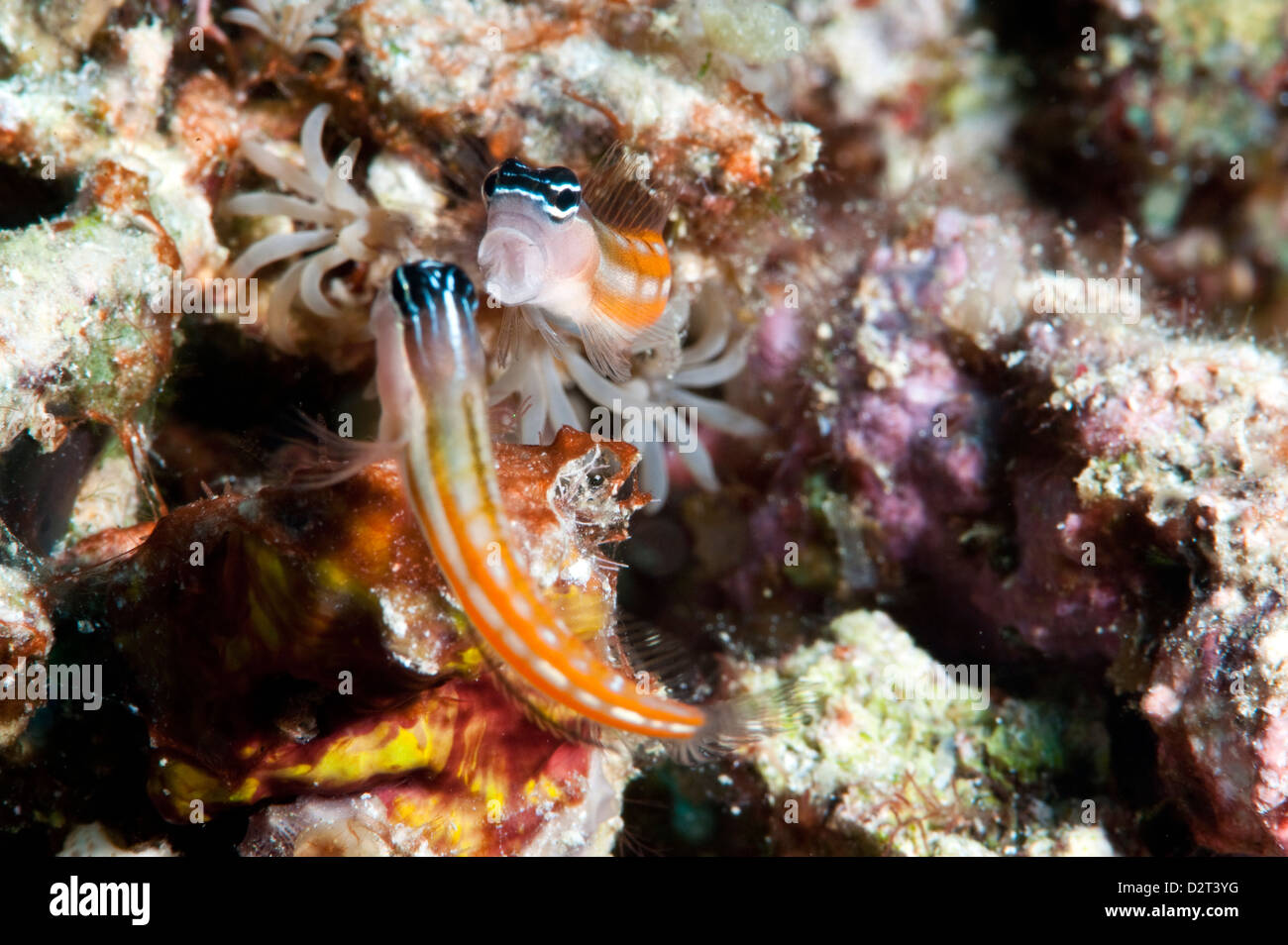 Bath's blenny (Ecsenius bathi), localized, fighting, Komodo, Indonesia ...