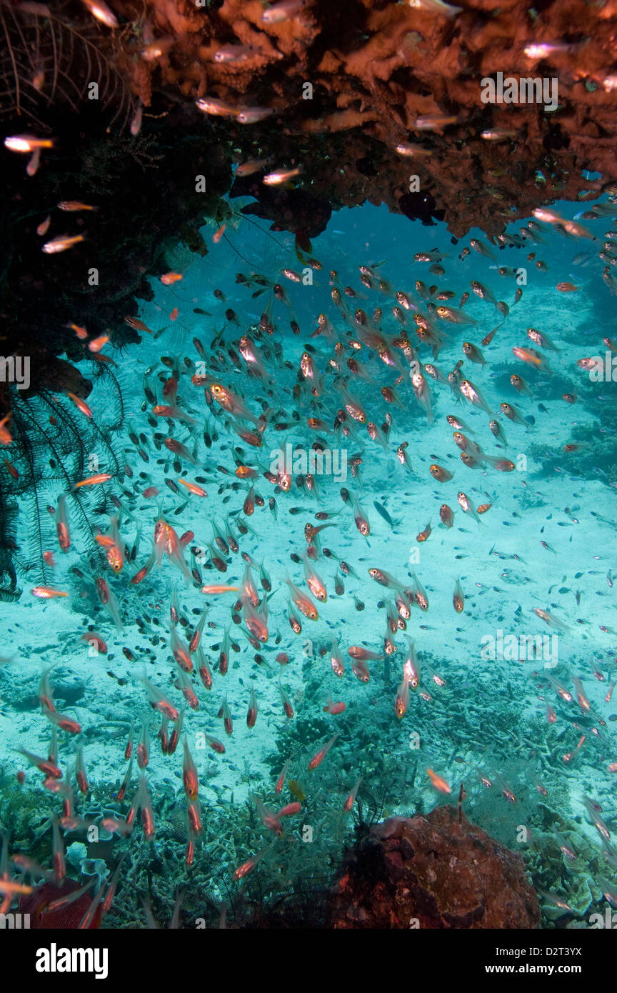 Jakarta Glassfish at Douglas Reddin blog