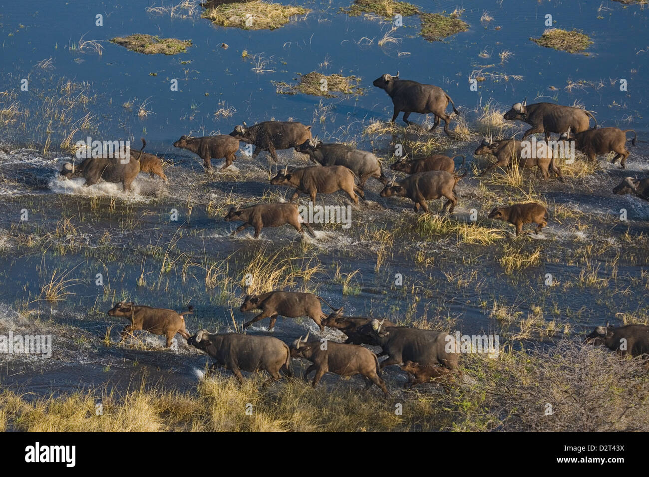 Stampede of Cape Buffalo Stock Photo - Alamy