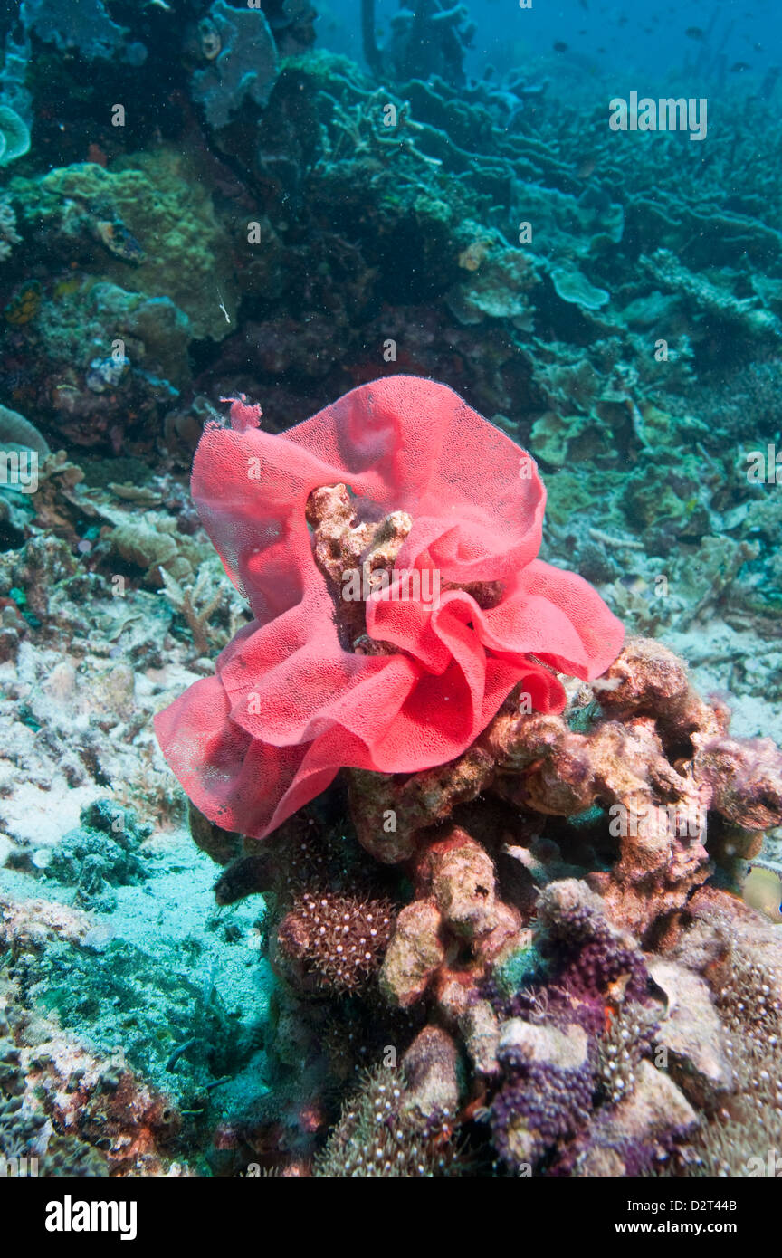 Nudibranch egg hi-res stock photography and images - Alamy