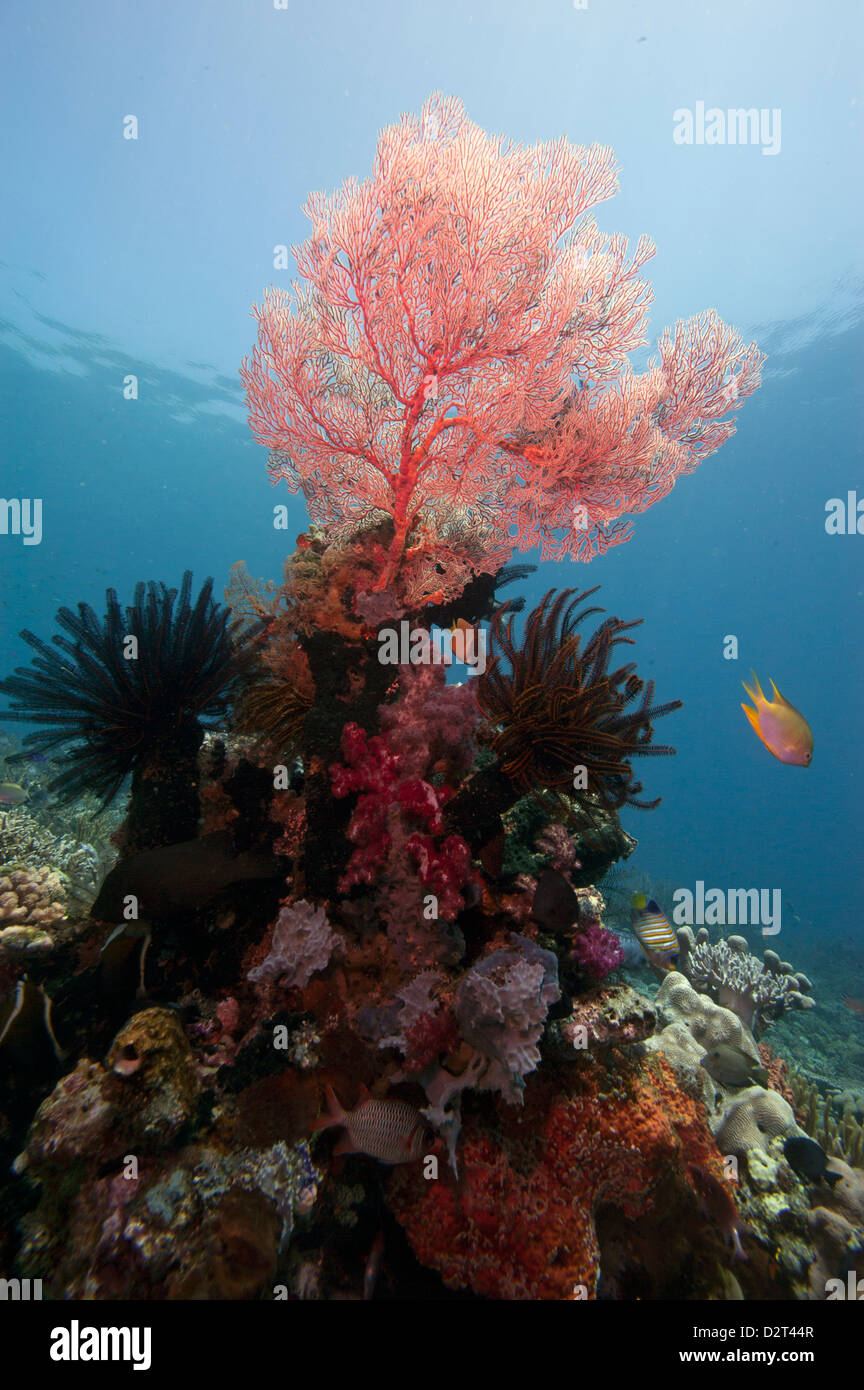 Reef scene with sea fan, Komodo, Indonesia, Southeast Asia, Asia Stock ...
