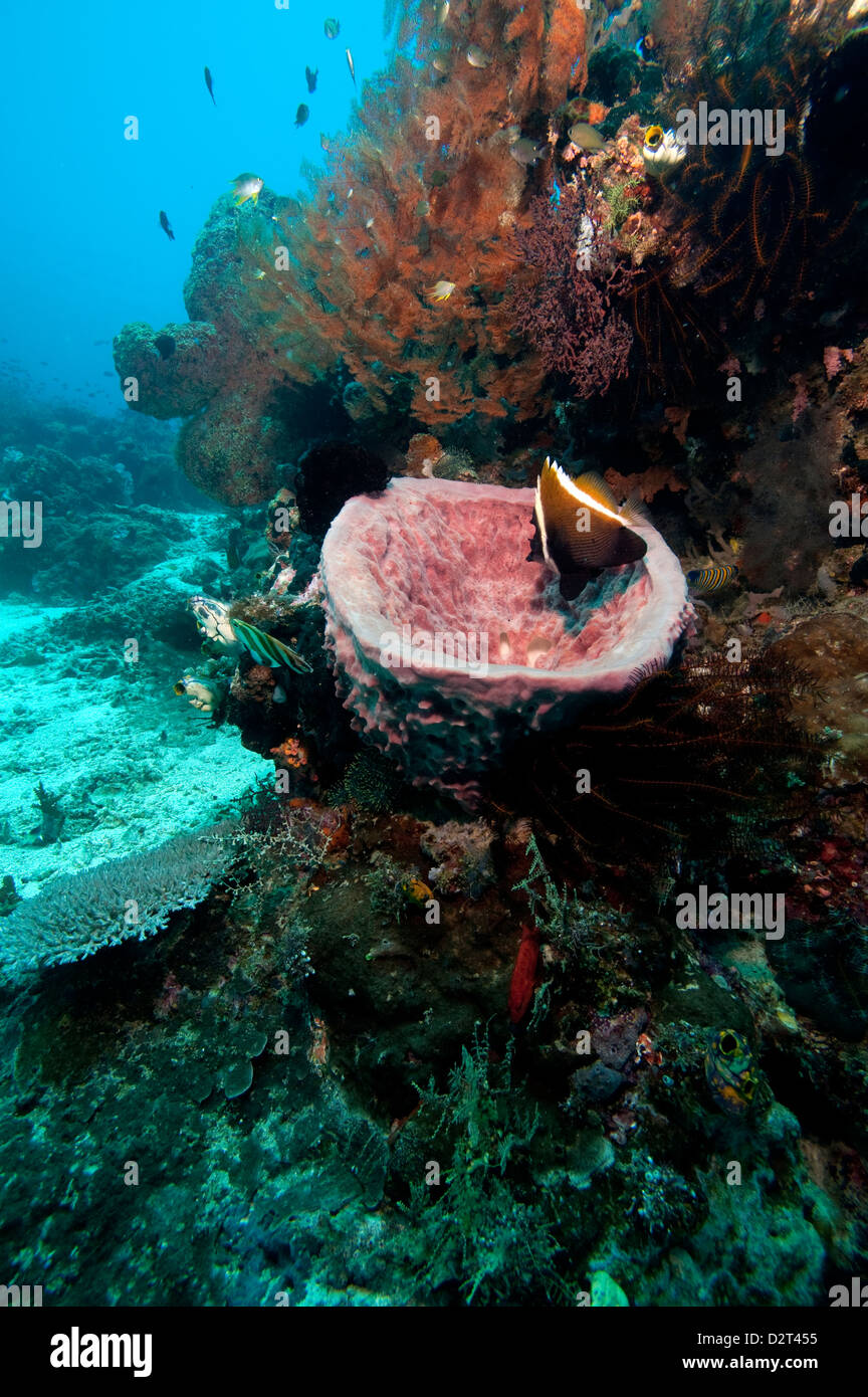 Humphead bannerfish (Heniochus varius) in a giant vase sponge, Komodo ...