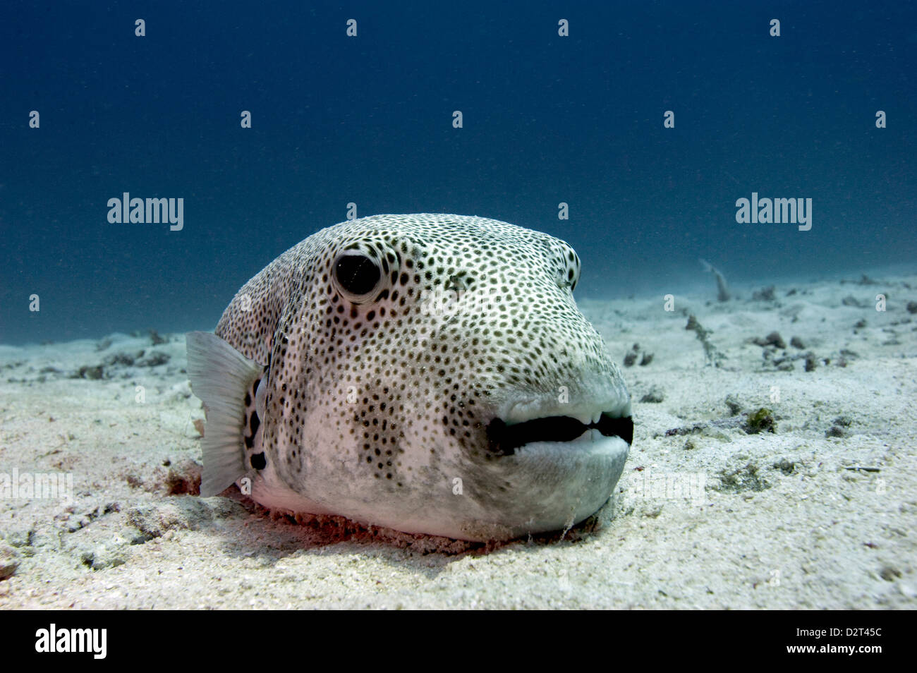 Star pufferfish (Arothron stellatus), Komodo, Indonesia, Southeast Asia ...