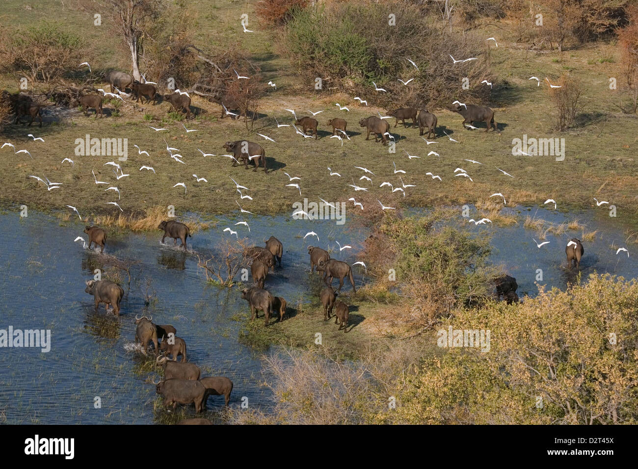 Aerial view of buffalo herd Okavango Botswana Stock Photo - Alamy