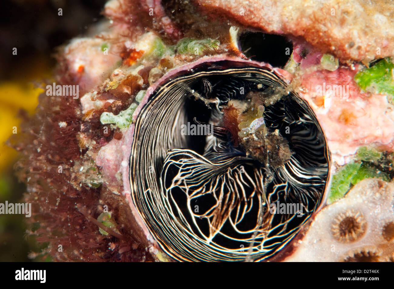 Tube worm hi-res stock photography and images - Alamy