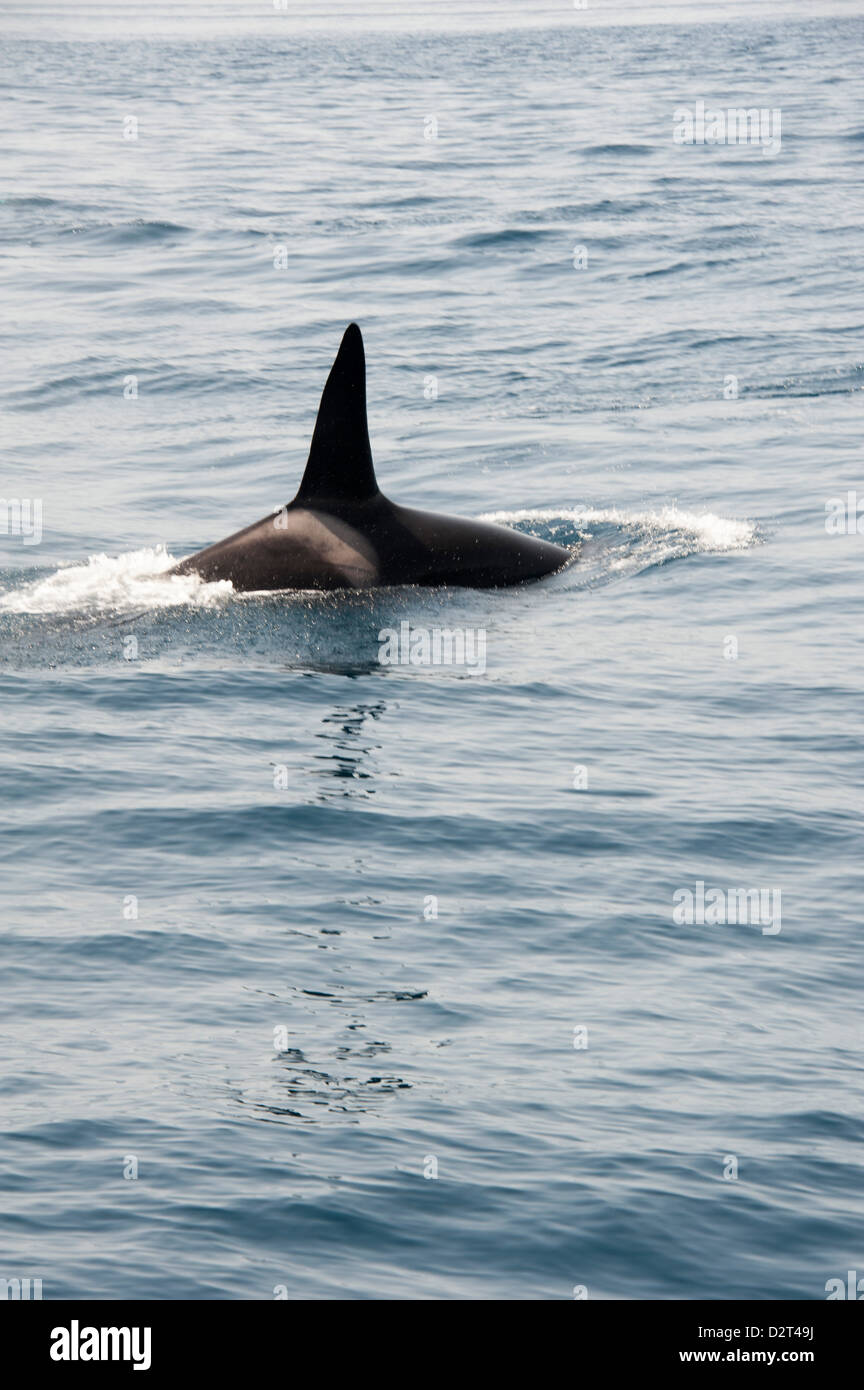 Orca (killer whale) in the Straits of Gibraltar, Europe Stock Photo - Alamy