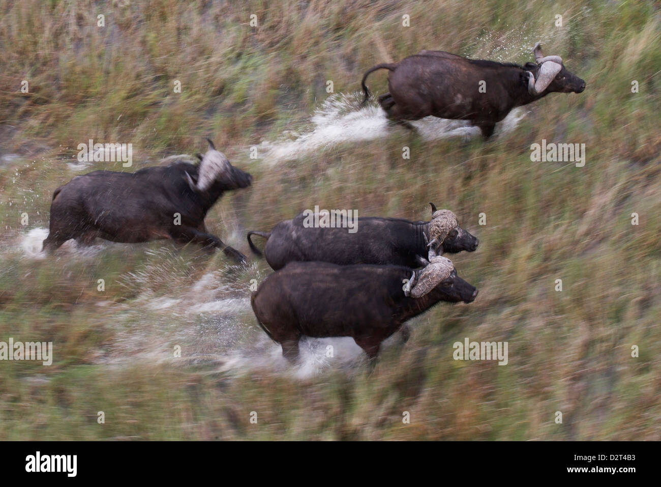 Stampede of Cape Buffalo, Okavango Delta, Botswana, vier, four, speed ...