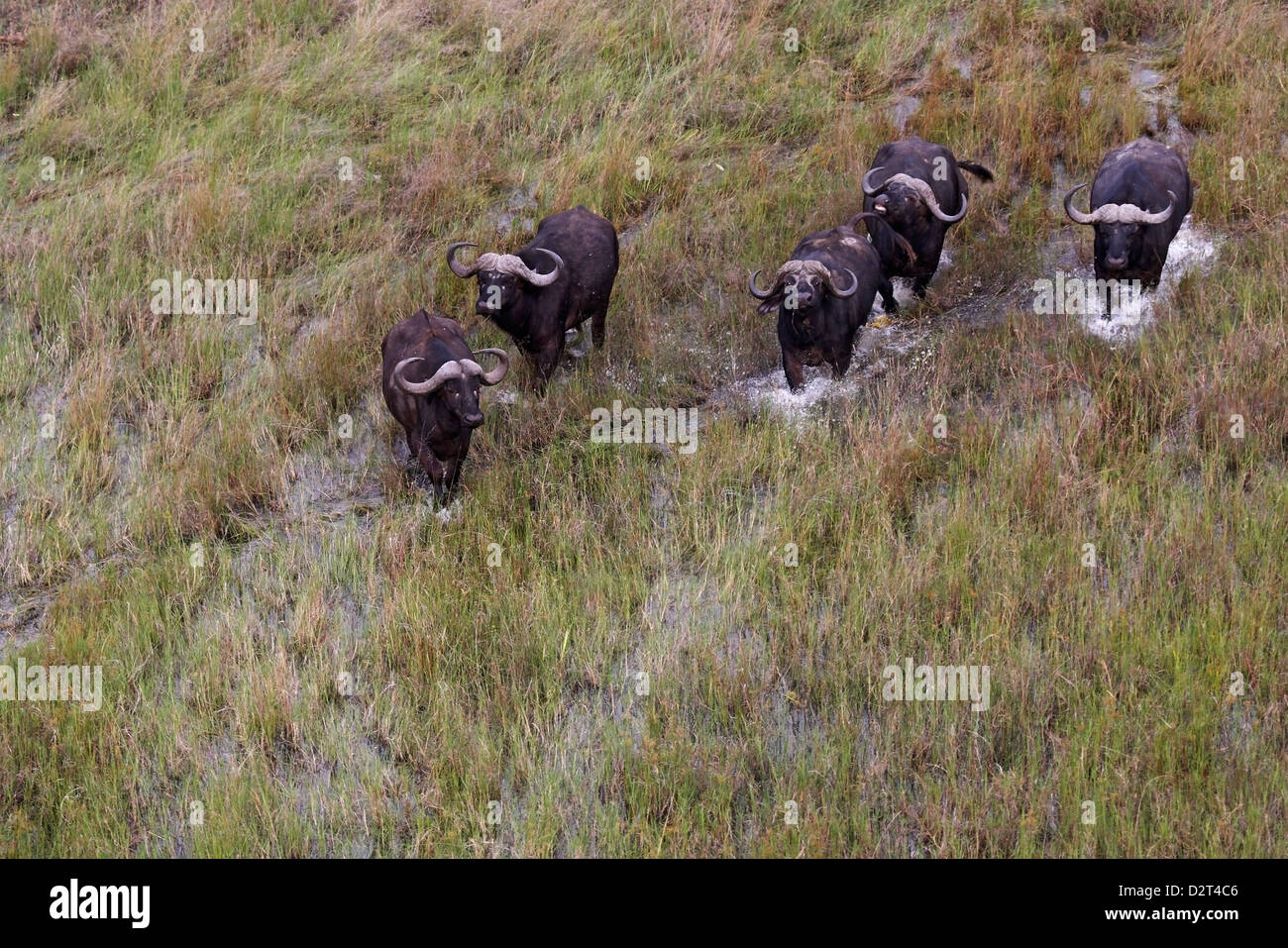 Aerial view of buffalo herd Okavango Botswana Stock Photo - Alamy