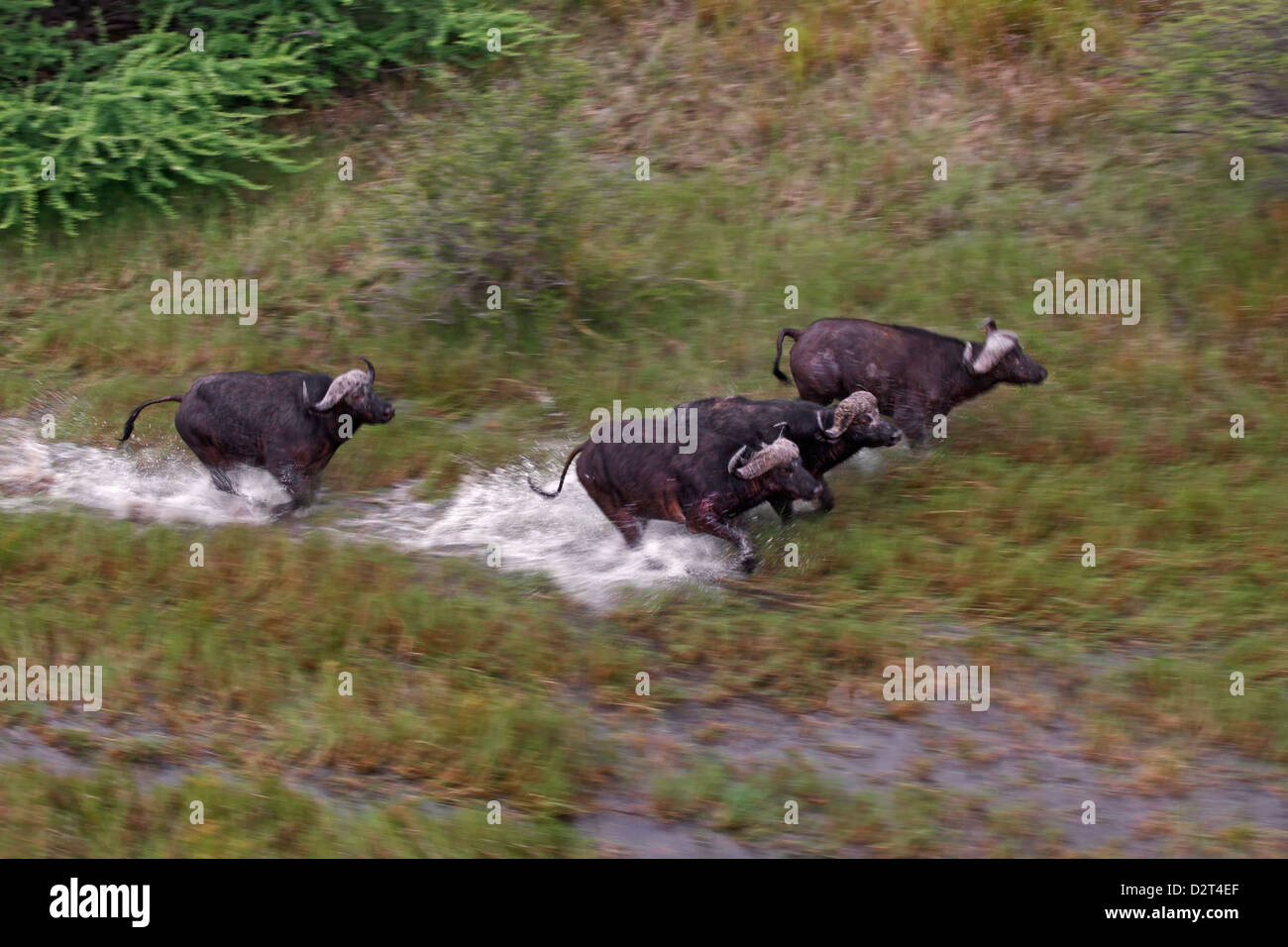 Stampede of Cape Buffalo, Okavango Delta, Botswana, vier, four, speed ...