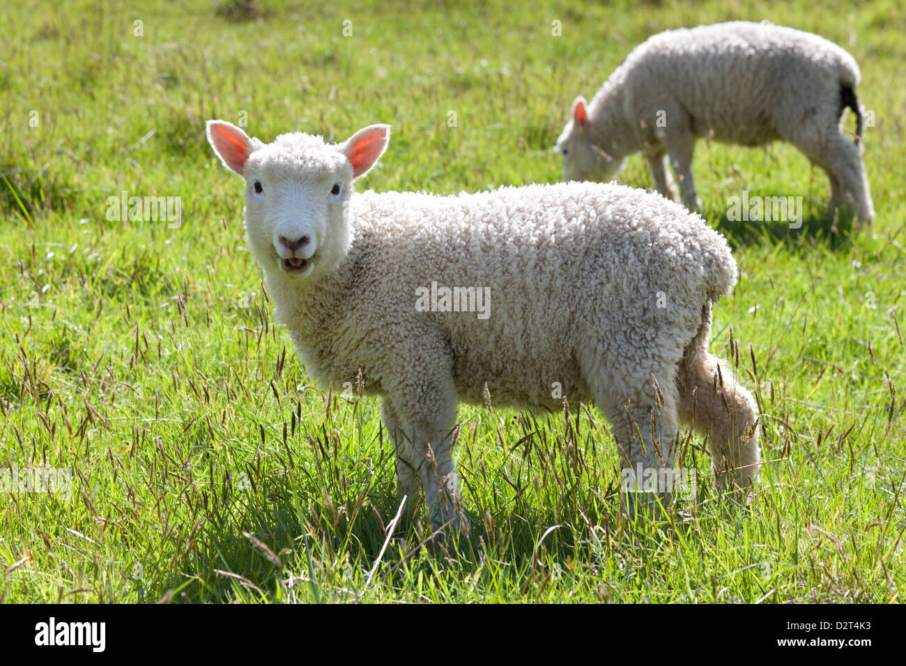 Curious lamb in New Zealand Stock Photo - Alamy
