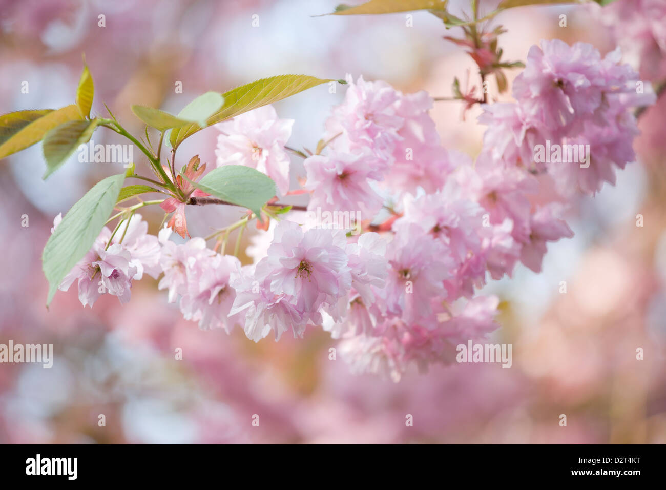 Prunus - Ornamental cherry blossom Stock Photo - Alamy
