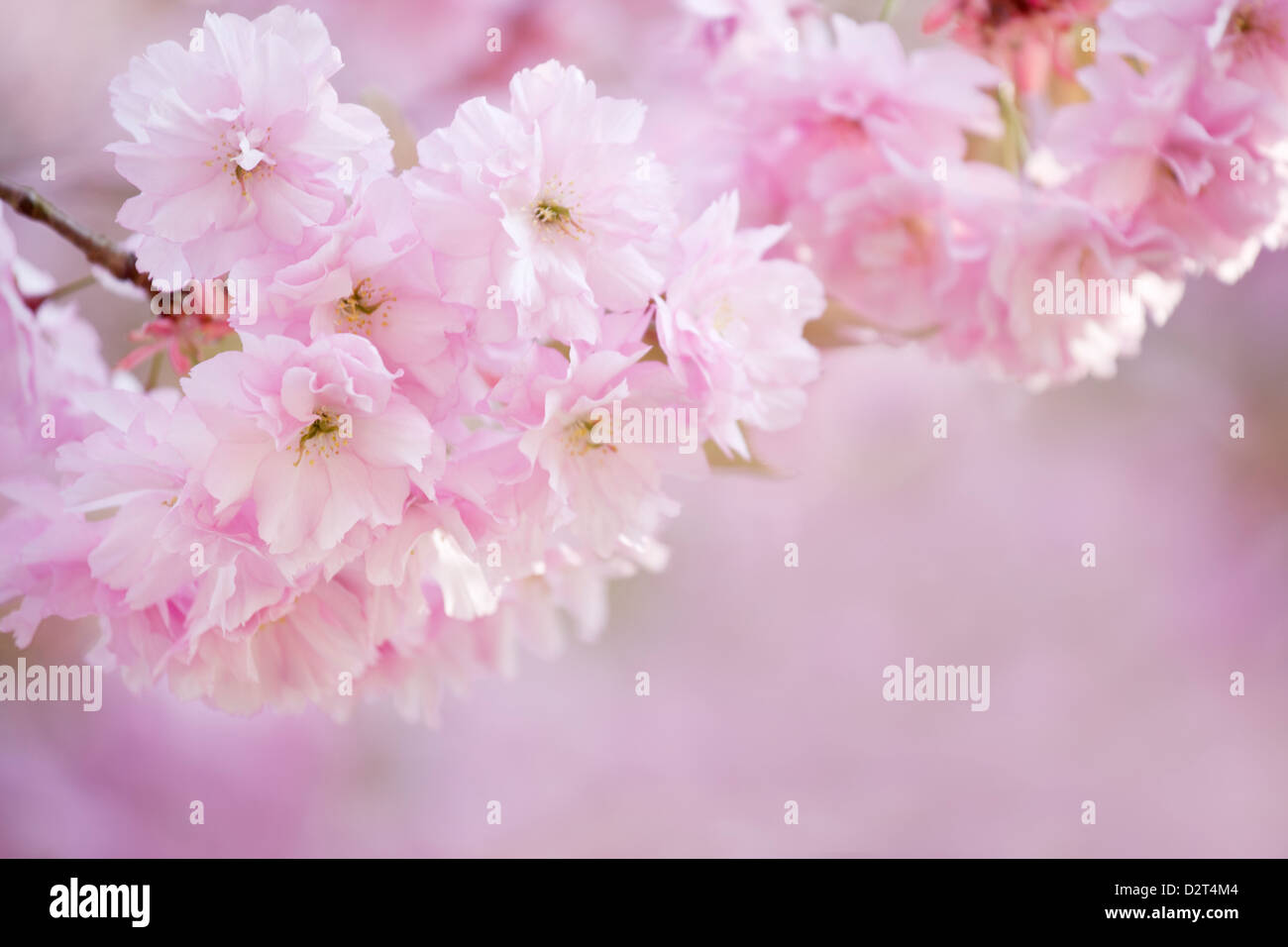 Ornamental cherry blossom hi-res stock photography and images - Alamy