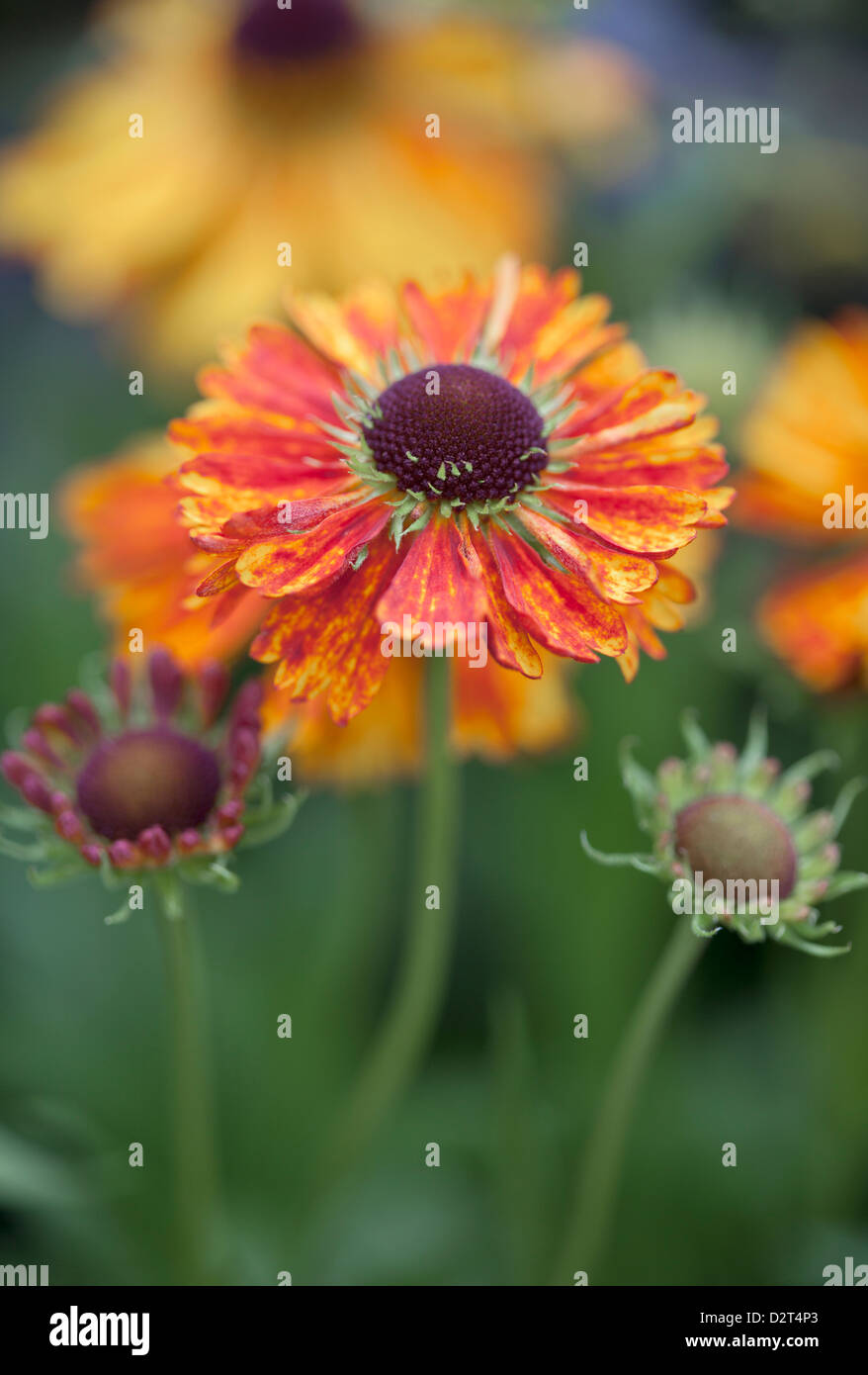 Helenium 'Ruby Tuesday' Stock Photo - Alamy