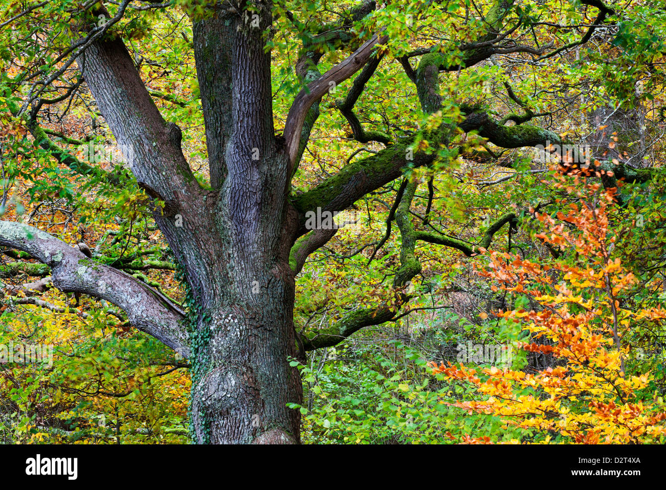 Autumn tree in Borrowdale, Lake District National Park, Cumbria ...
