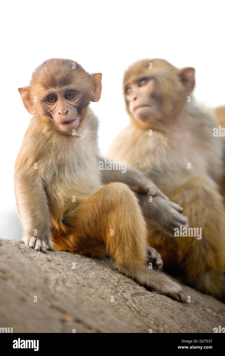 Monkeys at Pashupatinath Temple, Kathmandu, Nepal, Asia Stock Photo - Alamy
