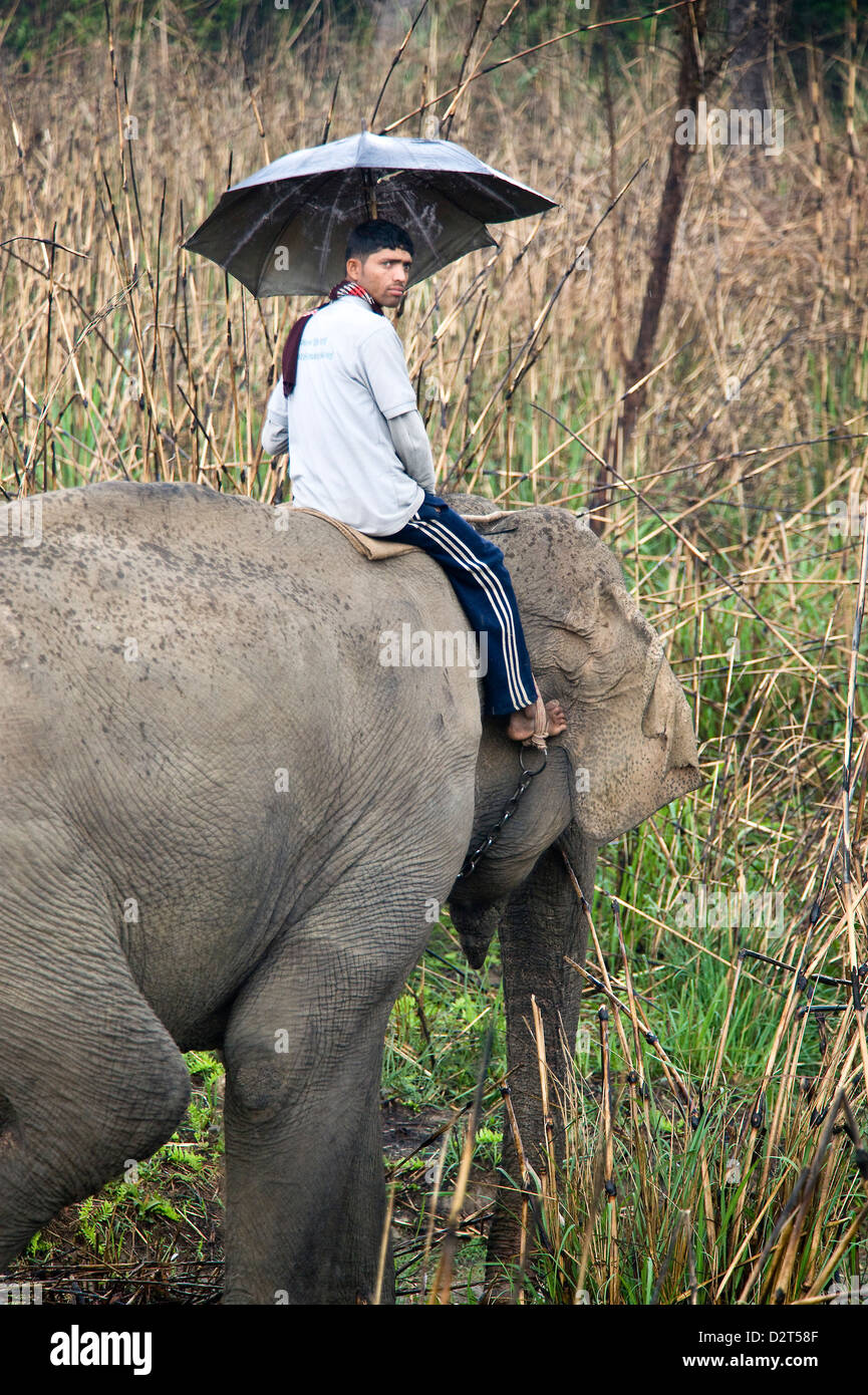 Nepal elephant chitwan national park hi-res stock photography and ...