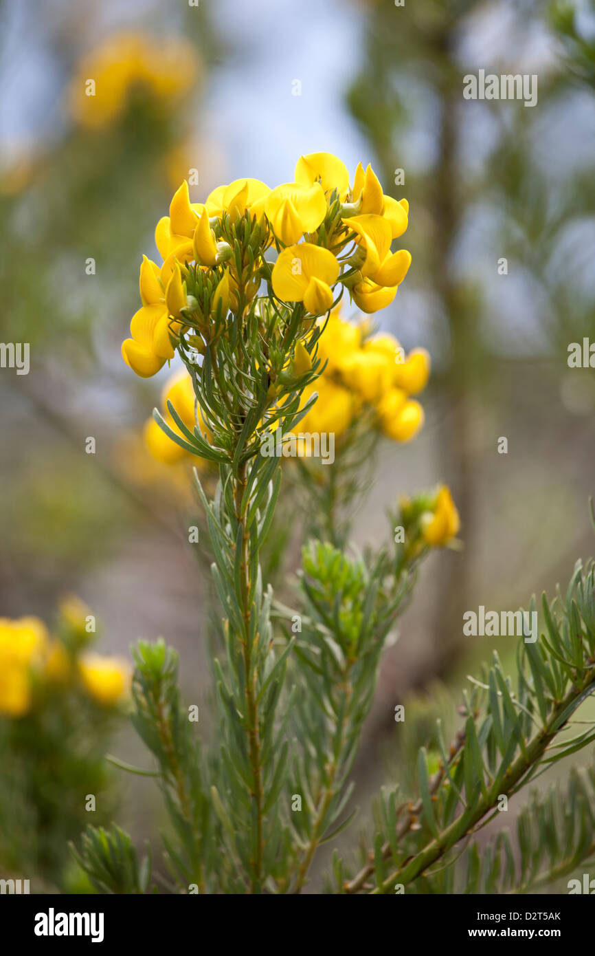 Cyclopia pubescens - Honeybush Stock Photo - Alamy