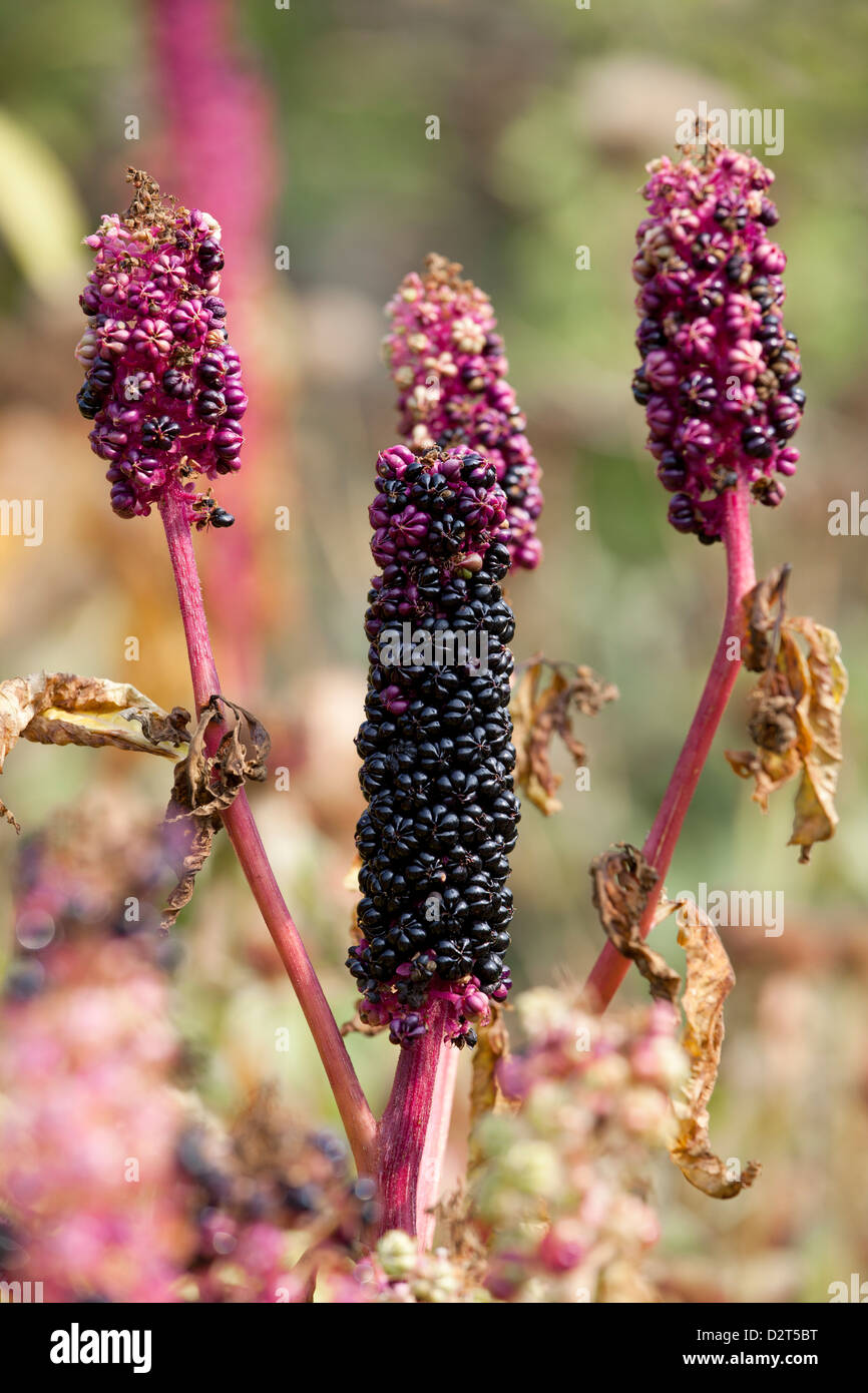 American Pokeweed - Phytolacca americana Stock Photo - Alamy