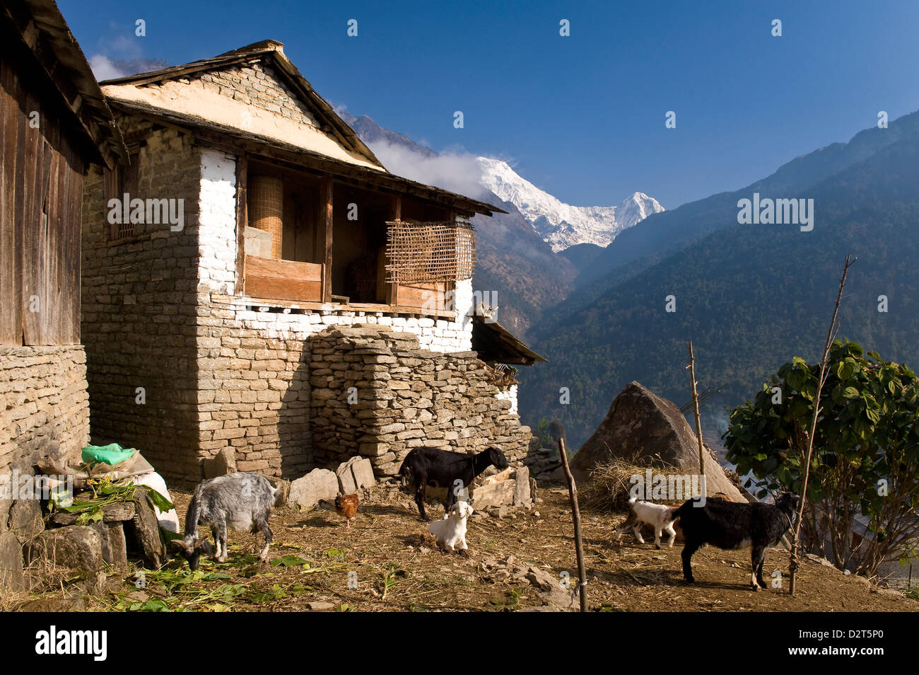 Ulleri Village, 2080 metres, Annapurna Himal, Nepal, Himalayas, Asia ...